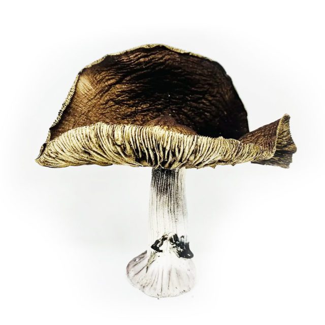 Hash aka Hashish | Online Dispensary Canada | DeliveryMeds